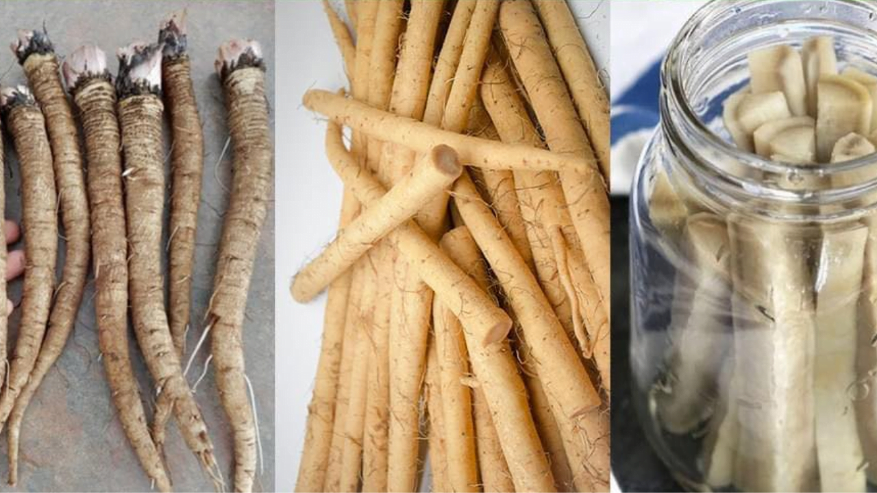 Radice di bardana: Una guida completa ai suoi benefici ed effetti ...